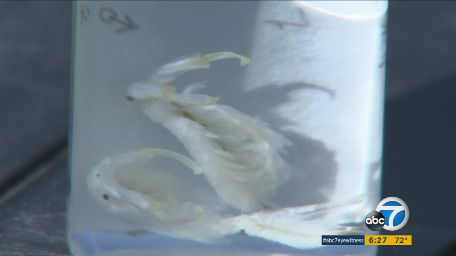 Endangered shrimp found in Costa Mesa park - ABC7 Los Angeles