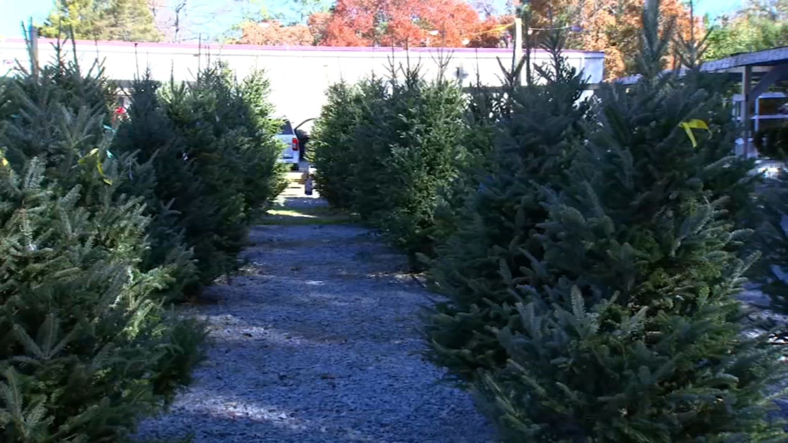 Jacksons family farm | Tariffs on imported artificial Christmas trees ...