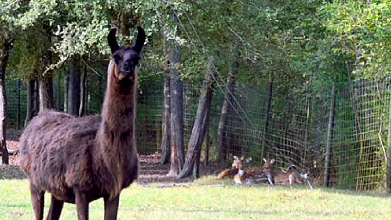 Families vie to raise money to buy Alvin zoo - ABC13 Houston