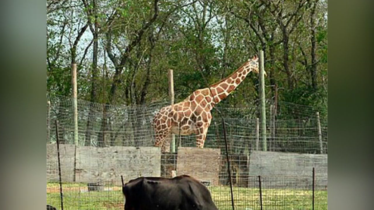Families vie to raise money to buy Alvin zoo - ABC13 Houston