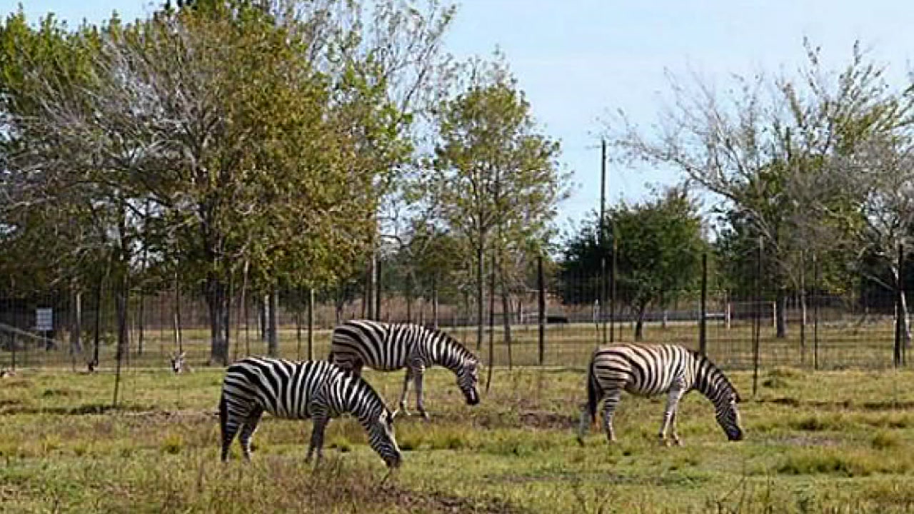 Families vie to raise money to buy Alvin zoo - ABC13 Houston