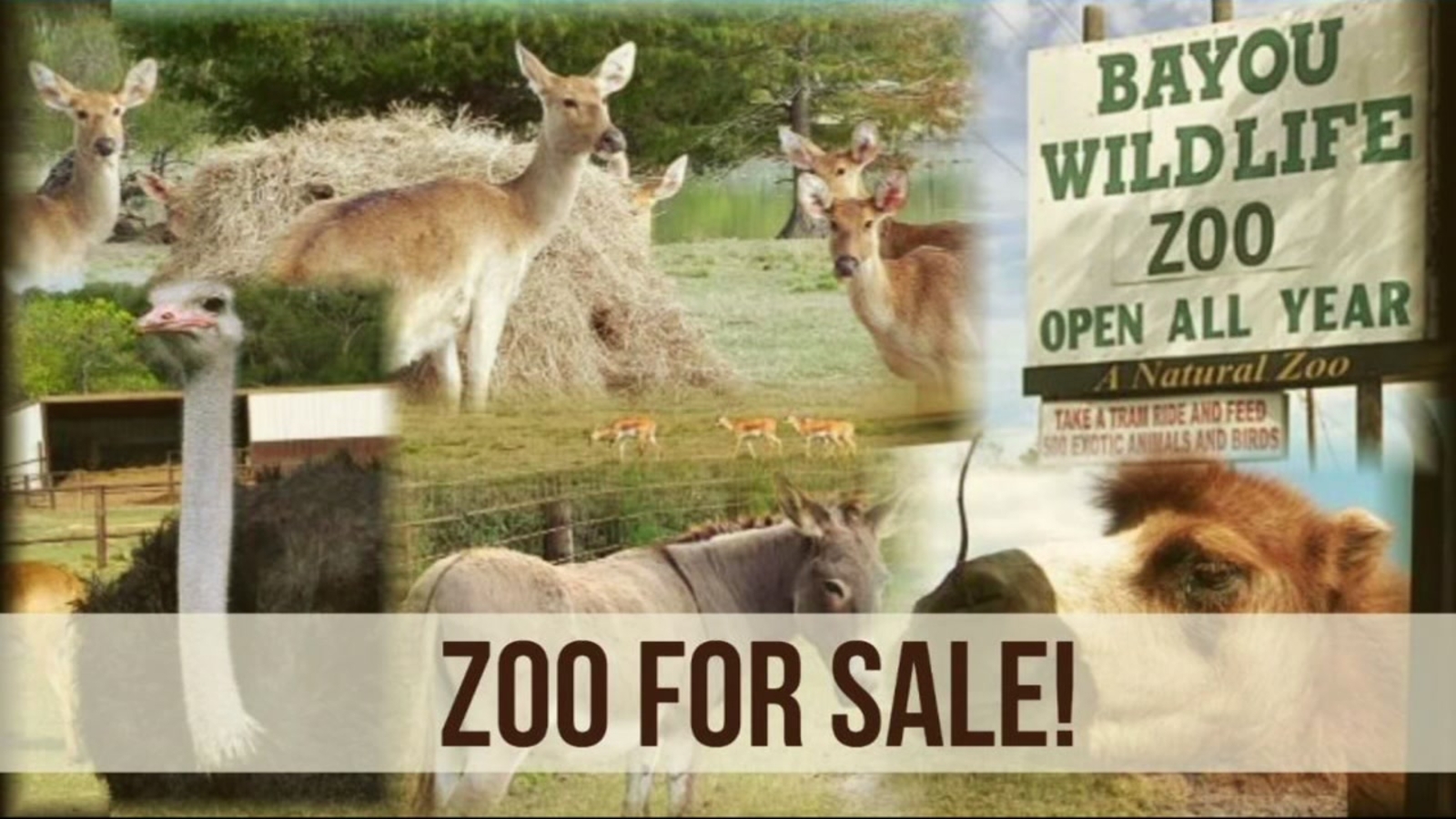 You could own your own zoo! - ABC13 Houston