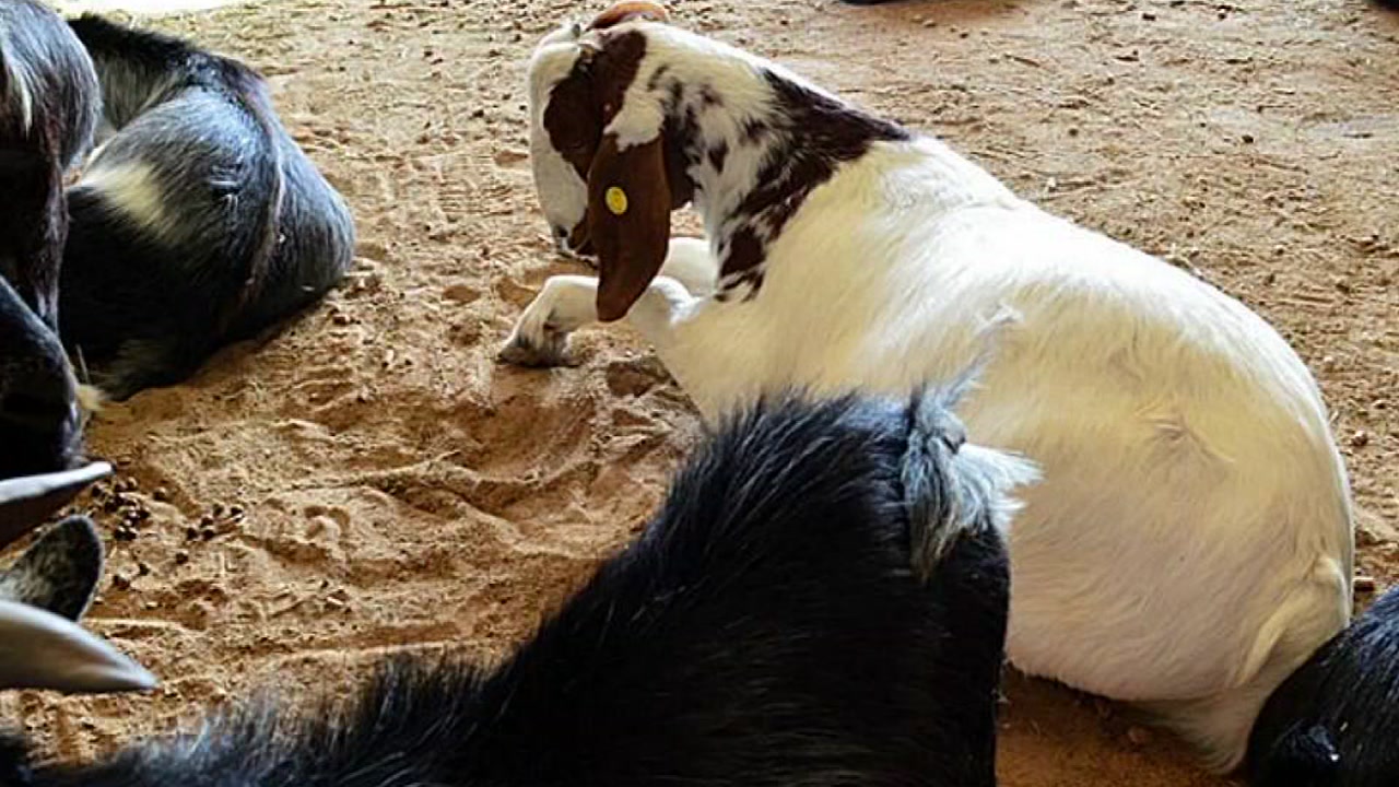 Families vie to raise money to buy Alvin zoo - ABC13 Houston