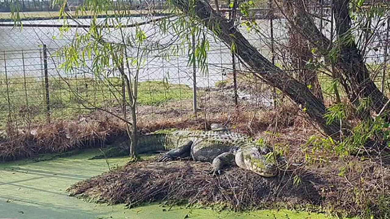 Families vie to raise money to buy Alvin zoo - ABC13 Houston