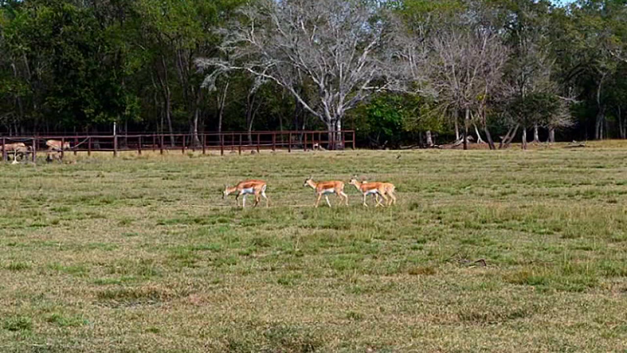 Families vie to raise money to buy Alvin zoo - ABC13 Houston