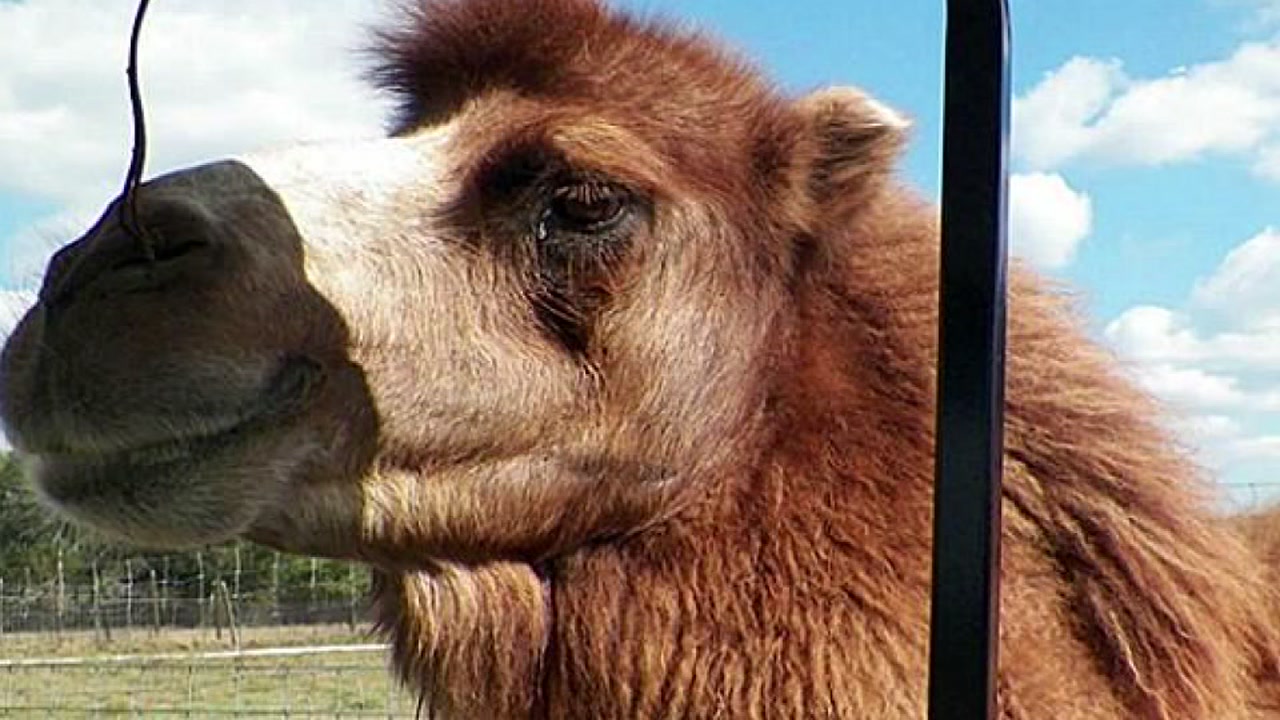 Families vie to raise money to buy Alvin zoo - ABC13 Houston