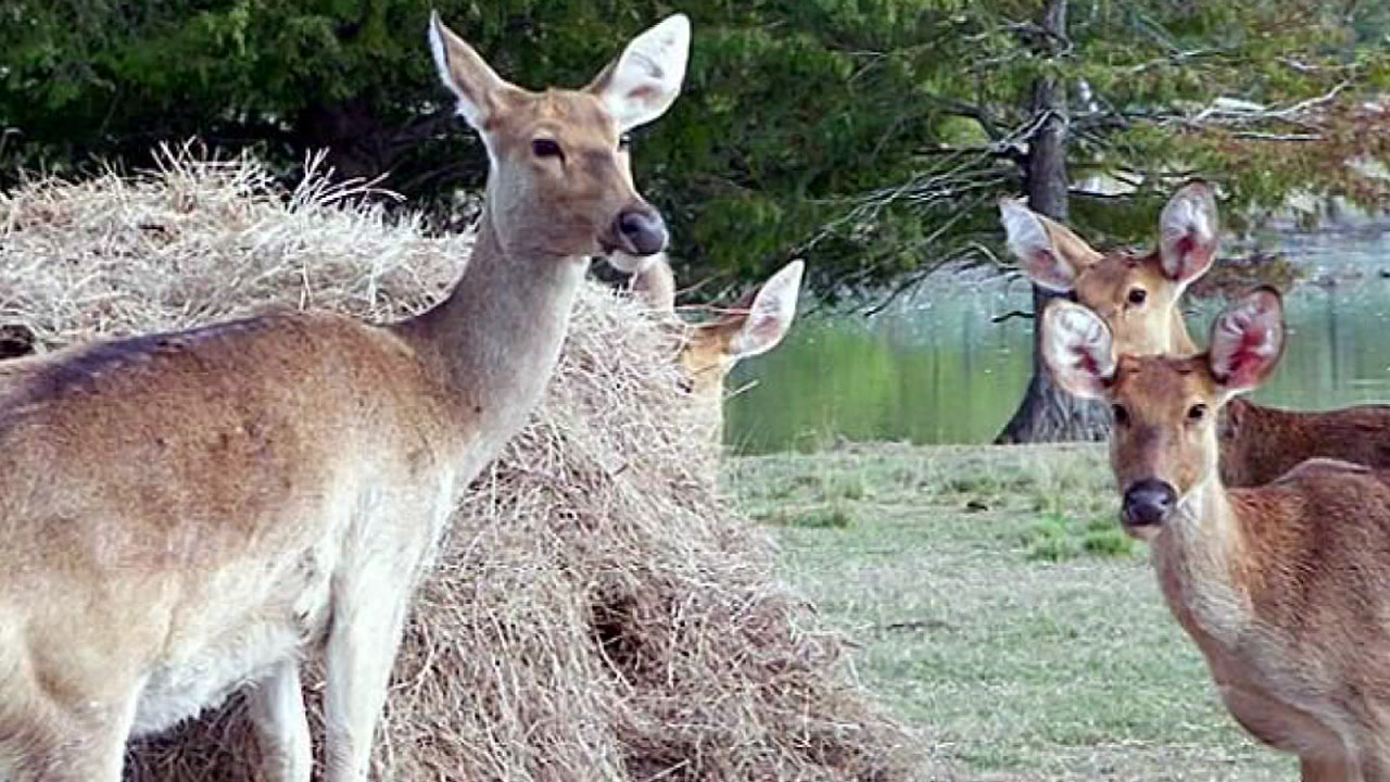 Families vie to raise money to buy Alvin zoo - ABC13 Houston