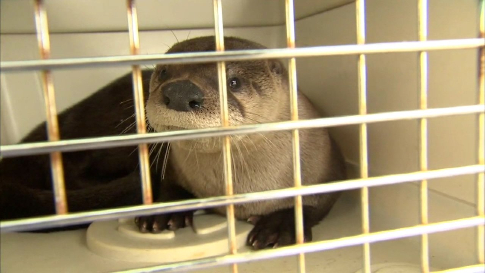 Otter released in forest preserve after chip implanted - ABC7 New York