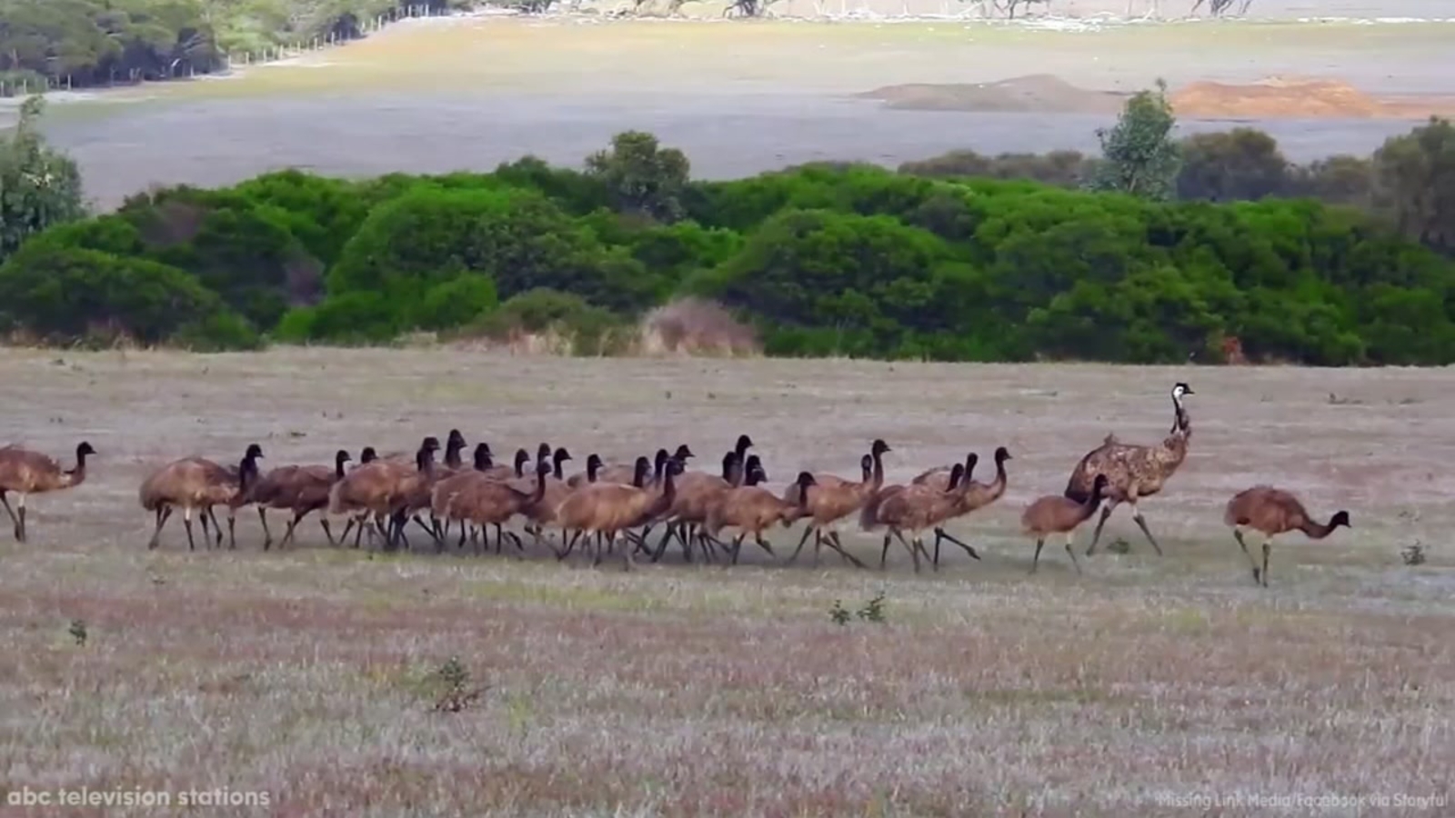 Emu dad babysits 40 chicks - ABC7 Los Angeles