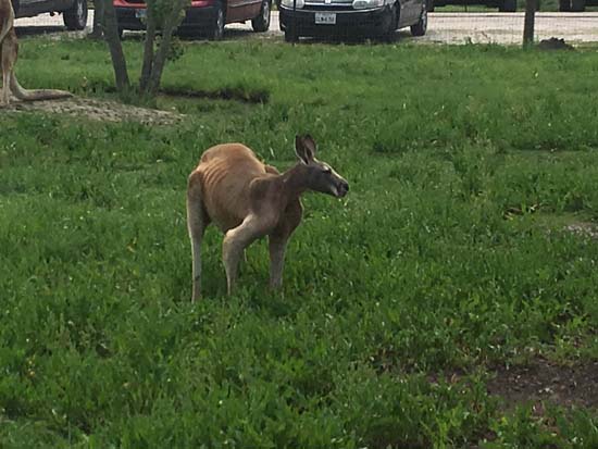 Families vie to raise money to buy Alvin zoo - ABC13 Houston