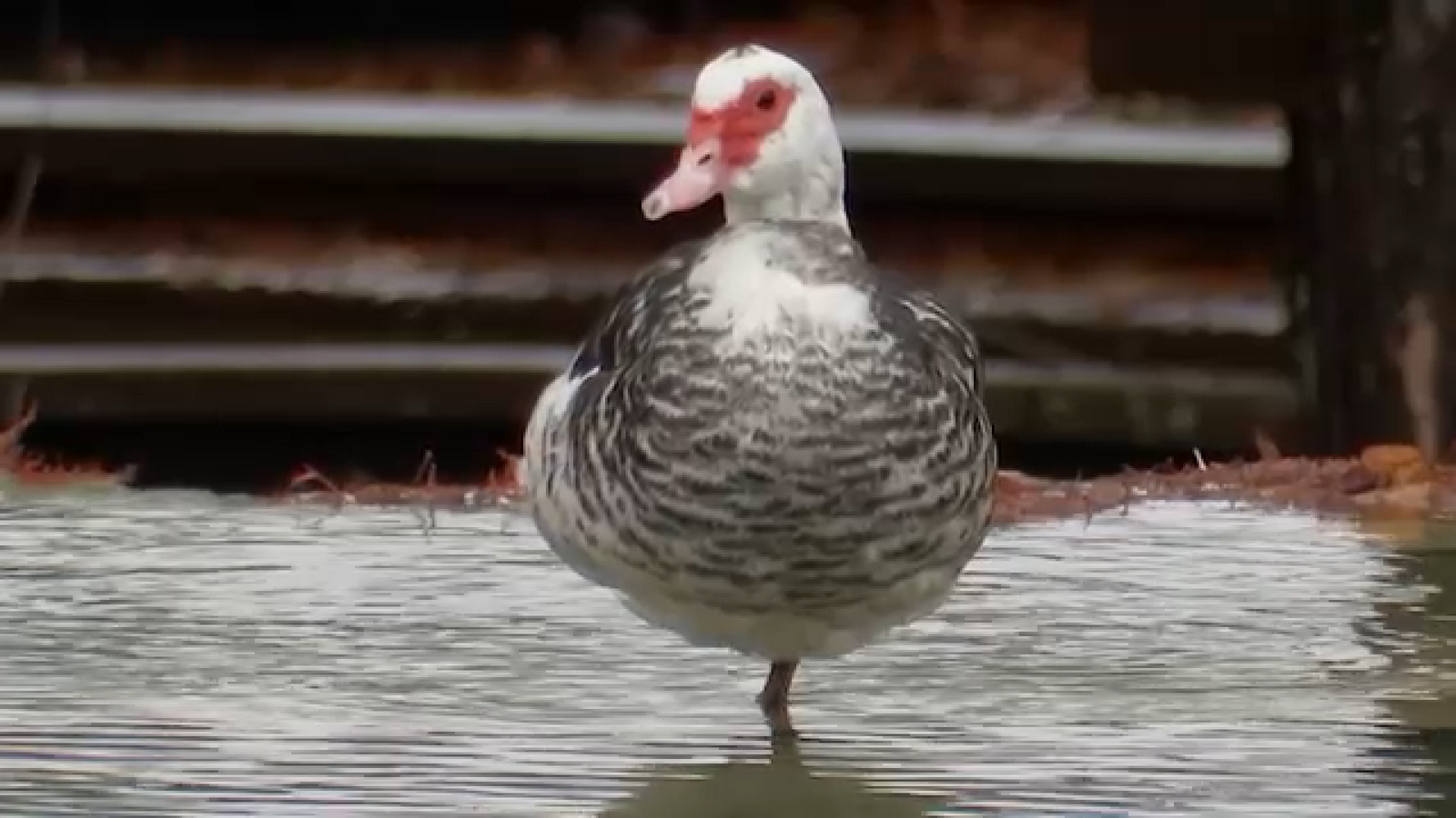 Cinco Ranch duck removal: Residents in Fort Bend Co. neighborhood upset ...