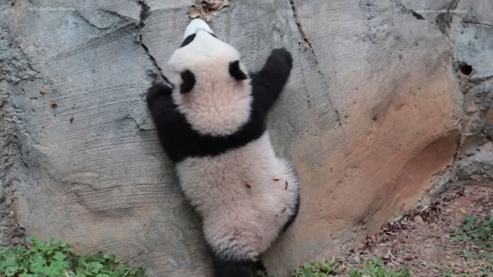Twin giant panda cubs explore Zoo habitat for the first time - ABC7 Los ...