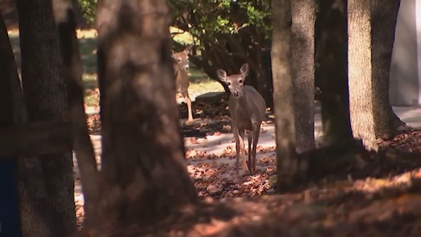 NC deer attacks alert | Wildlife Commission warns public not to feed ...