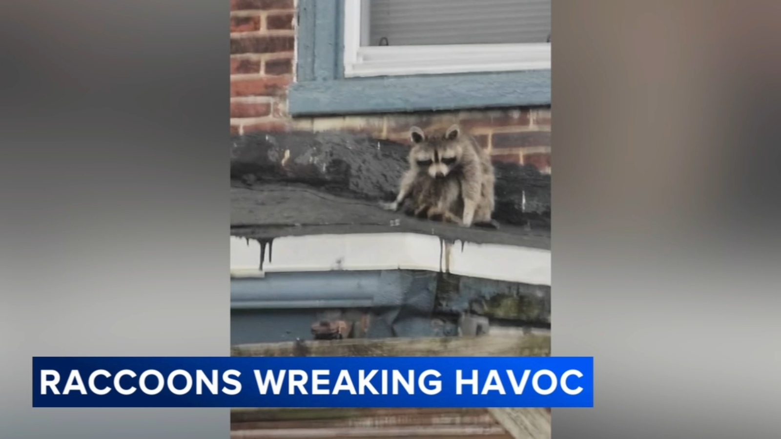 Neighbors in Southwest Philadelphia call for action as raccoon problems ...