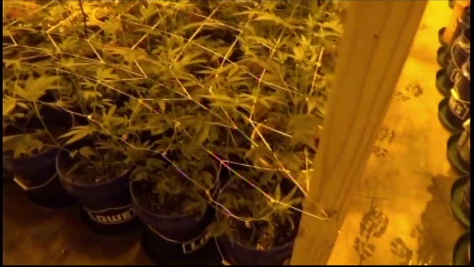 Marijuana operation uncovered in Brazoria County - ABC13 Houston