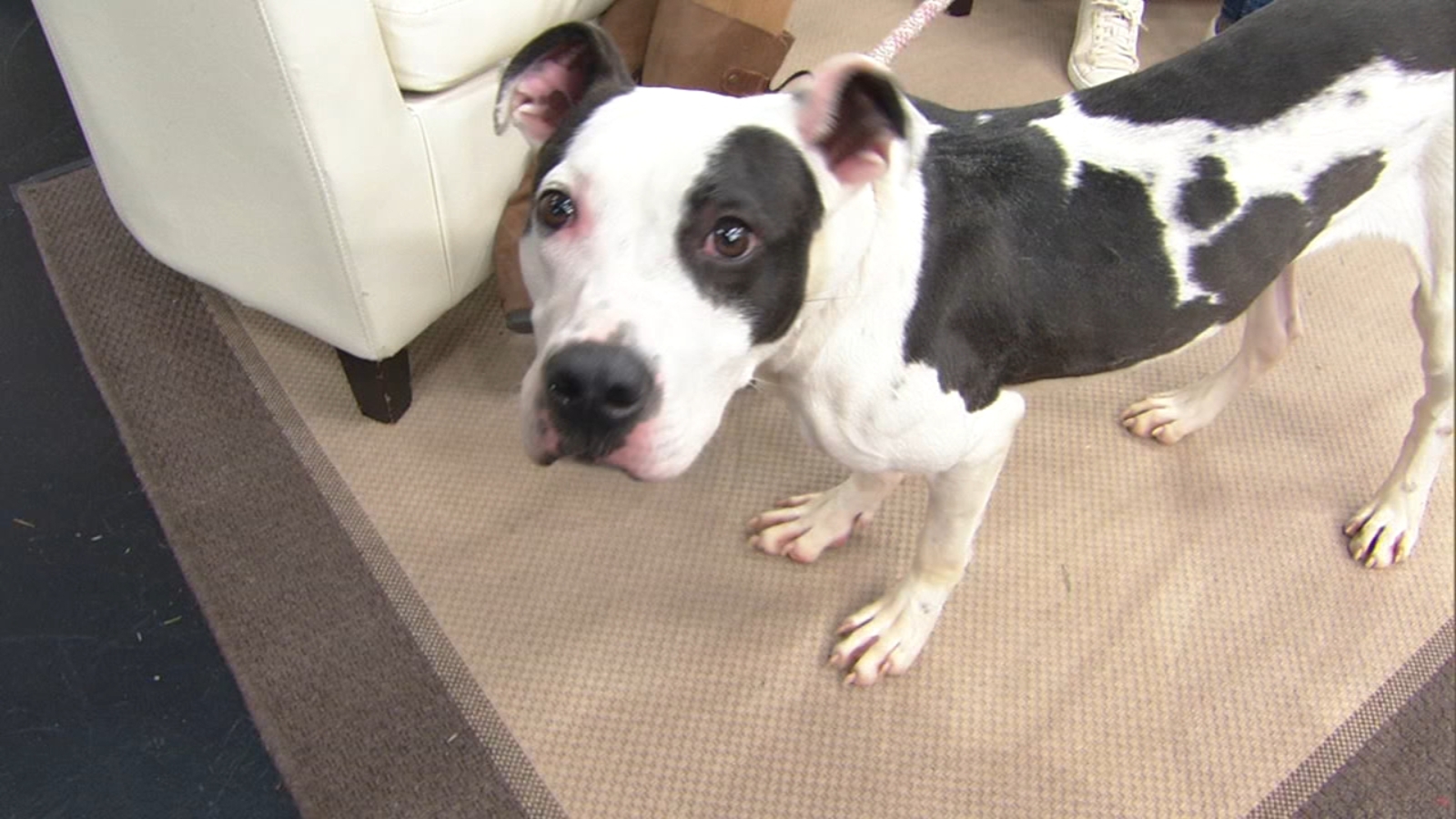 Forever Home Friday: Spot - ABC7 Chicago