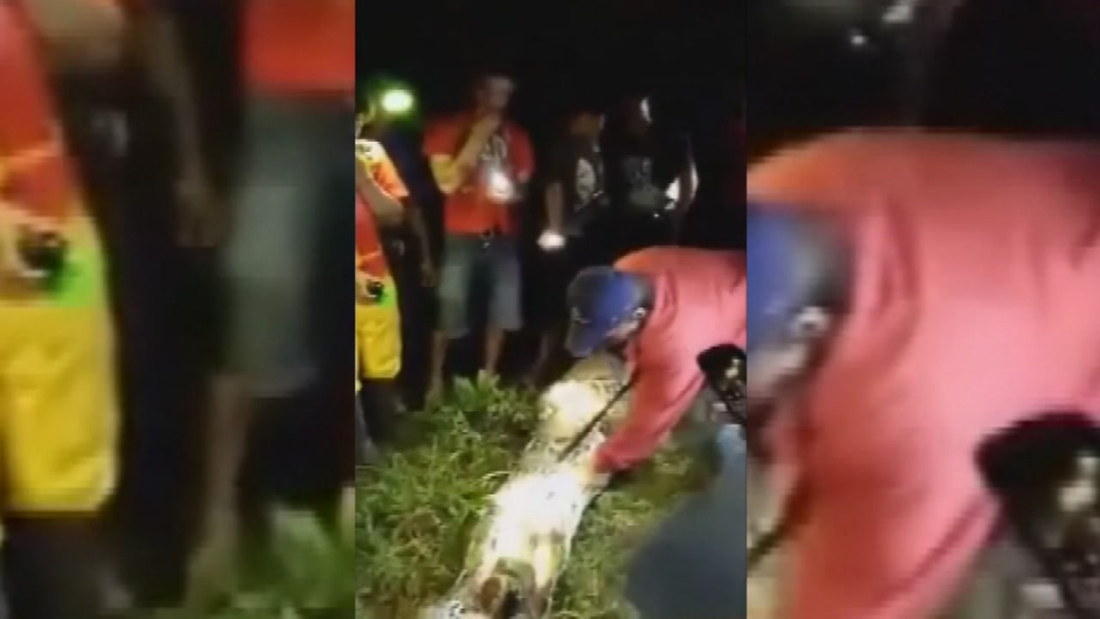 Python swallows Indonesia man whole - ABC13 Houston