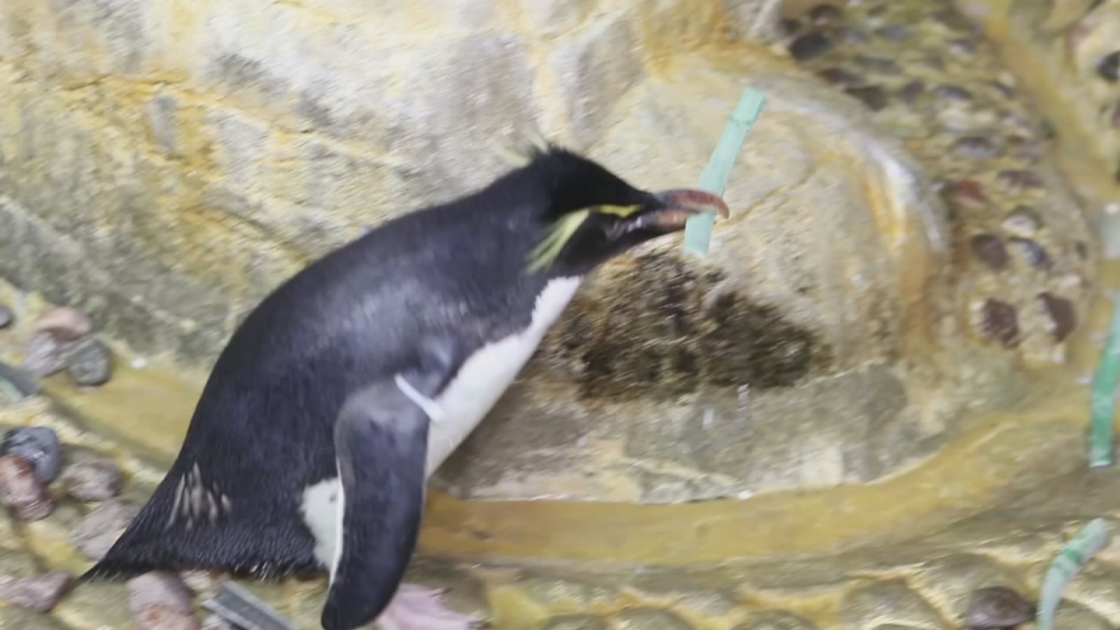 WATCH: Penguins building nests at Shedd Aquarium - ABC7 Chicago