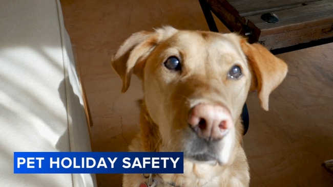 Pet expert Steve Dale teaches kids to 'Ask the Dog' in New Book - ABC7 ...