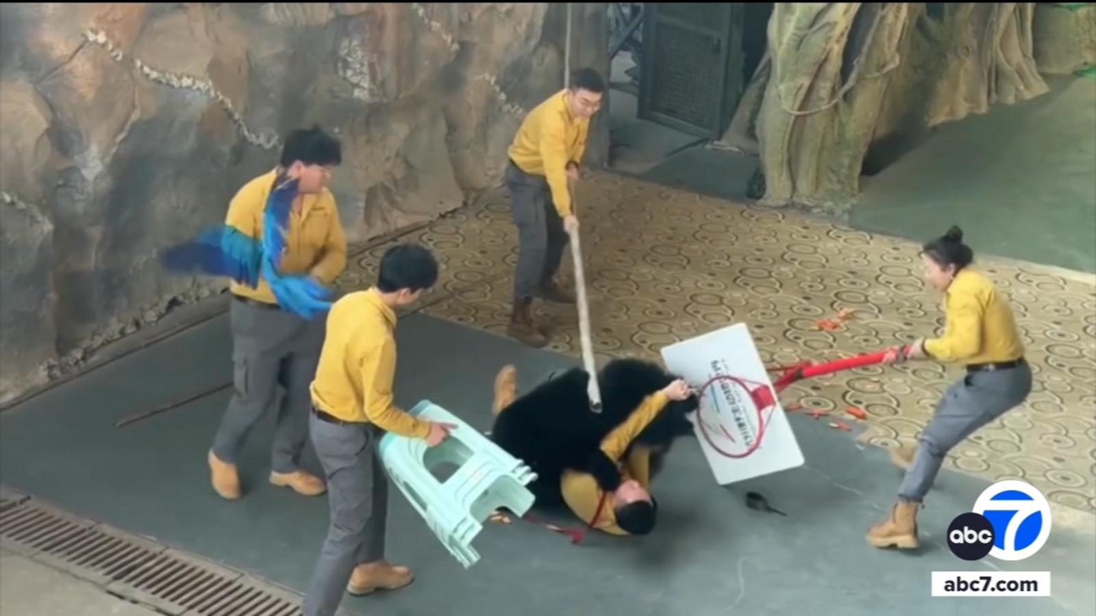 Bear attacks handler in harrowing incident caught on video at wildlife ...