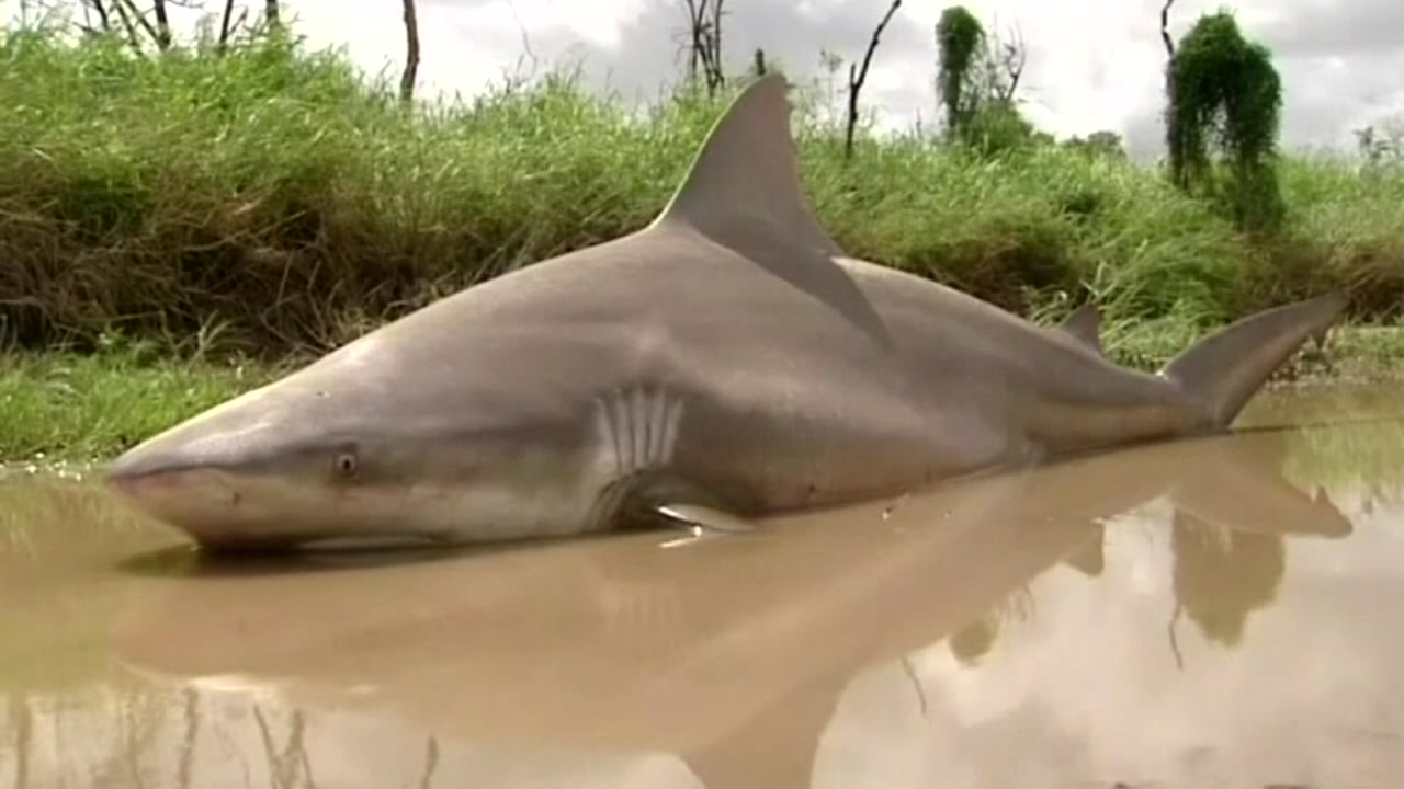 Australian cyclone leaves bull shark stranded on land | abc13.com