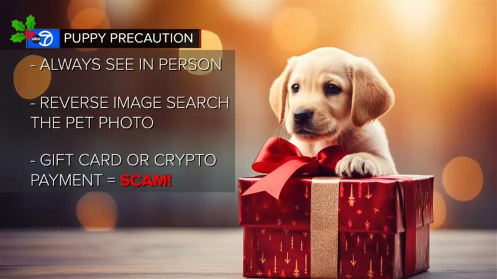 12 Scams of Christmas: Puppy precautions, what to know before buy or ...