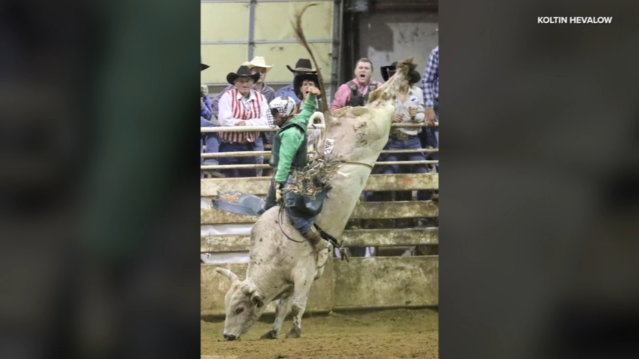Dylan Bull