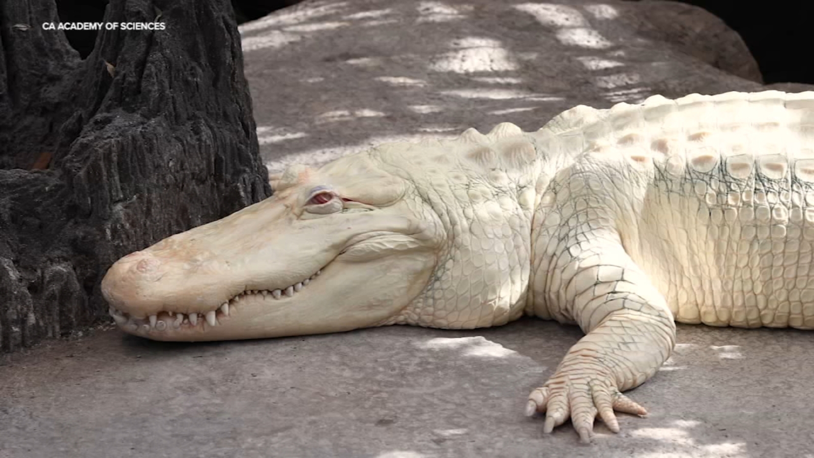 Golden Gate Park street officially set to be renamed in honor of ...