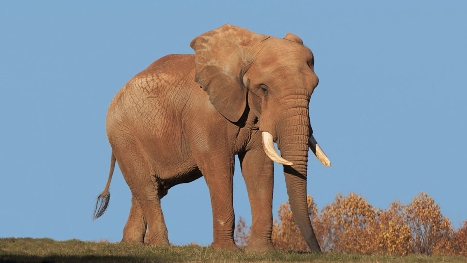NC Zoo mourns death of C'sar, its first and oldest bull elephant ...