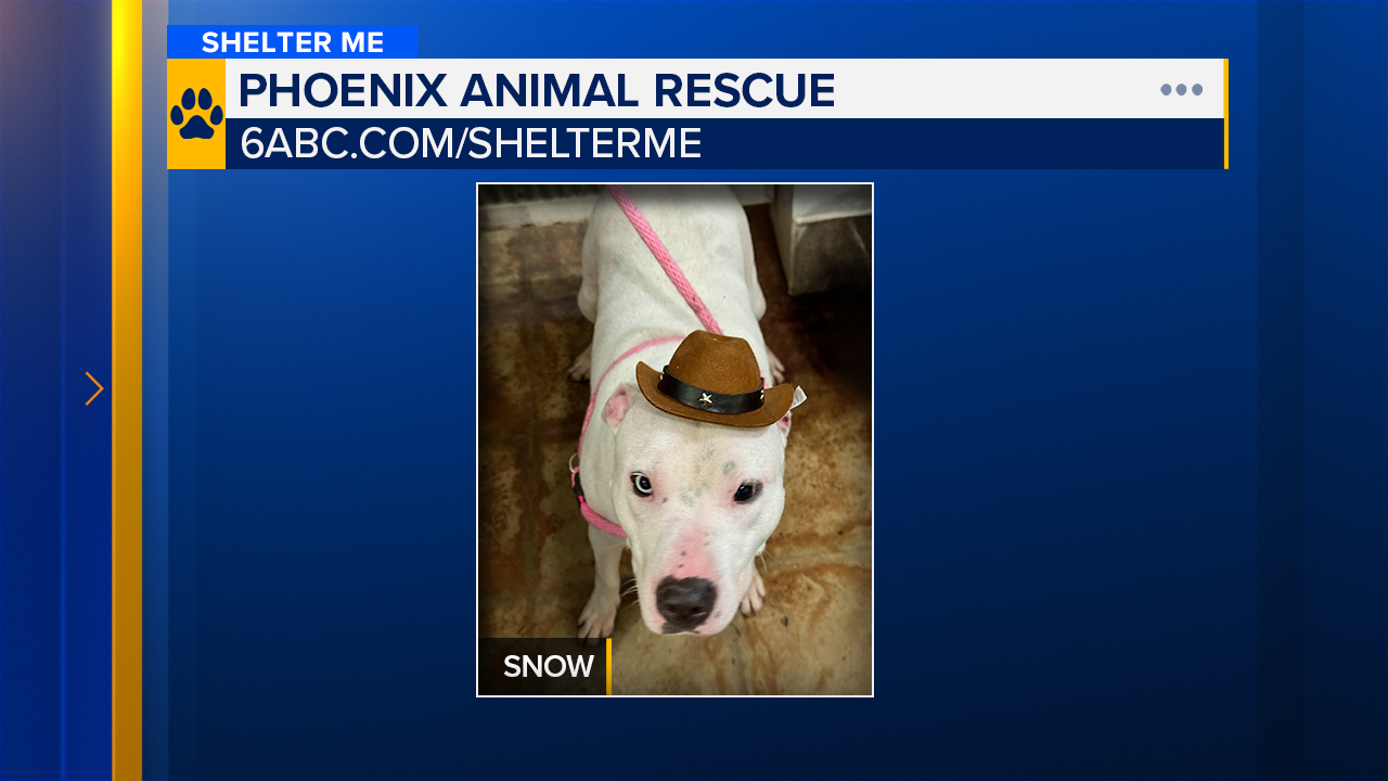 Shelter Me: Meet Snow from Phoenix Animal Rescue! - 6abc Philadelphia