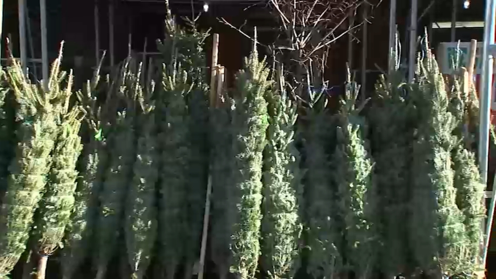 How to compost or recycle your Christmas tree, holiday wreath in NYC ...