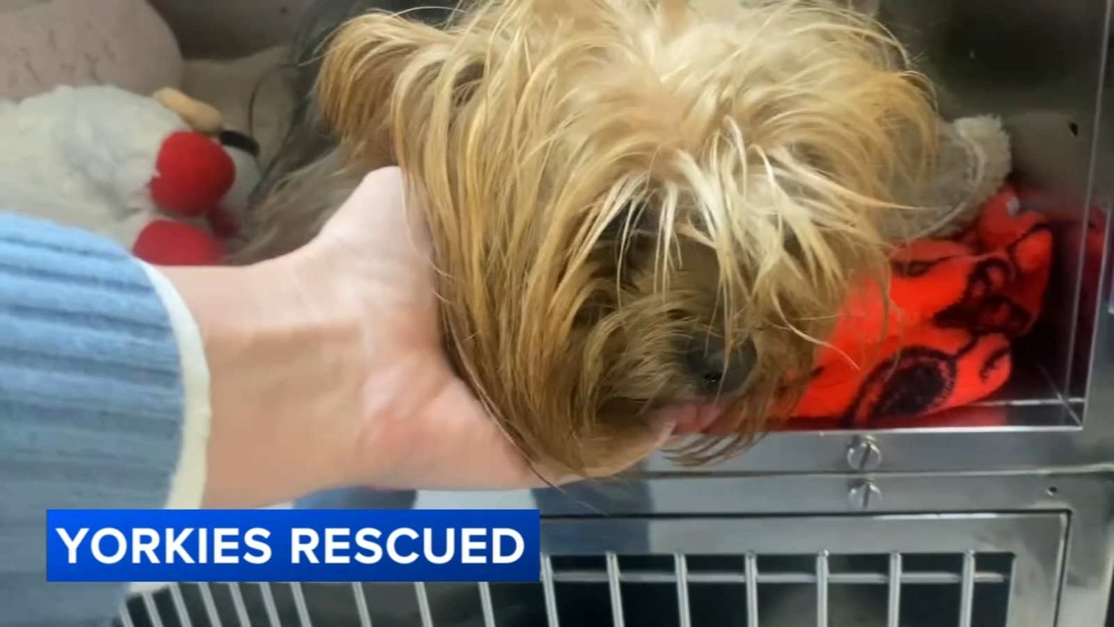 9 Yorkshire terriers rescued after owner found dead in the Northern ...