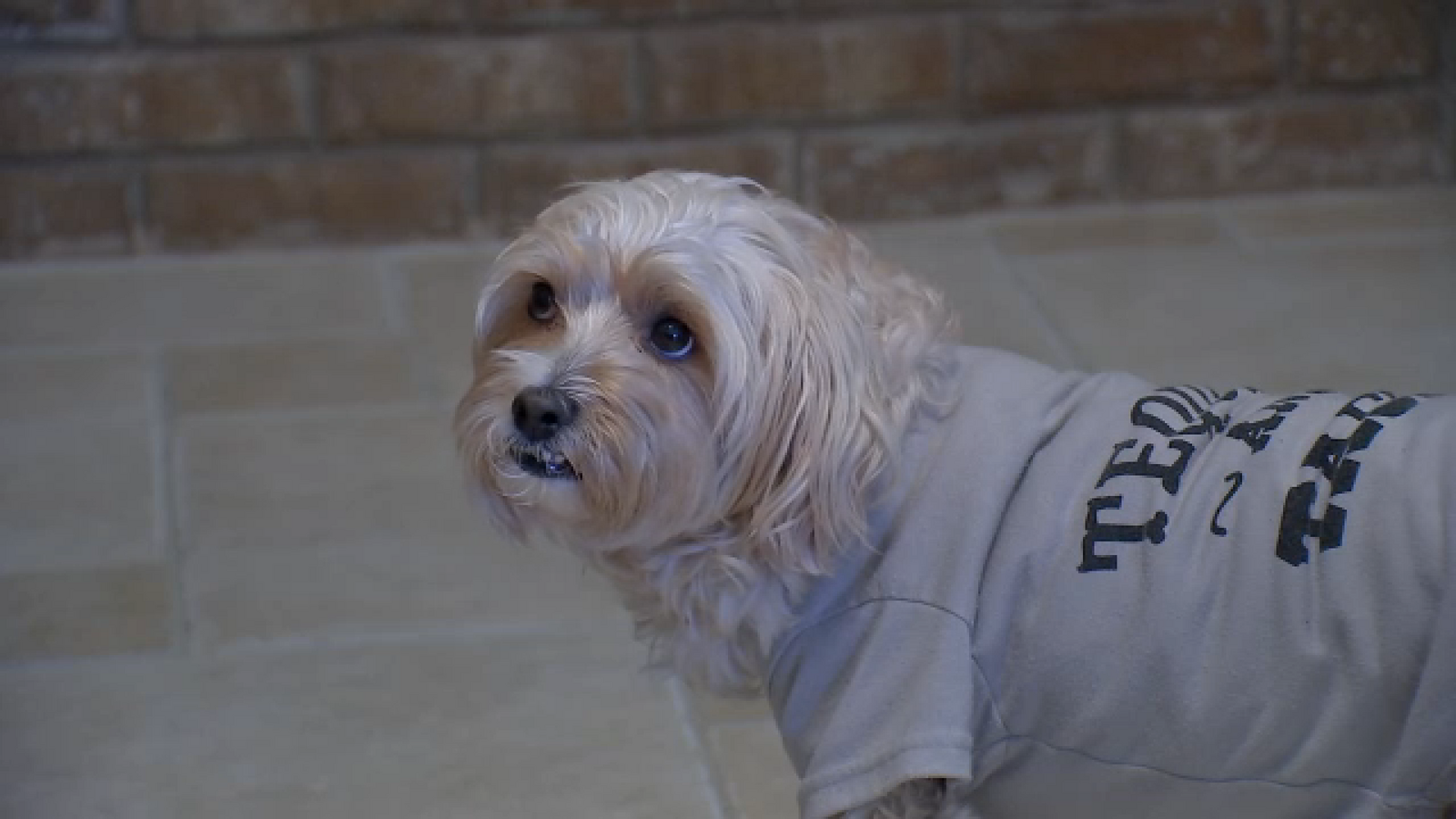 Webster woman and her dog attacked at Heritage Park, HCSO says the ...