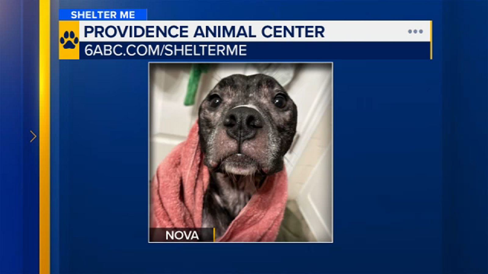 Shelter Me: Meet Nova, a sweet survivor looking for her forever home ...