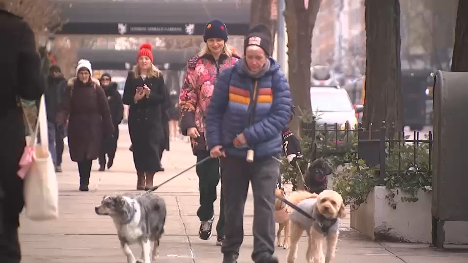 NYC strangers join together to help Inwood dog walker recover lost rent ...