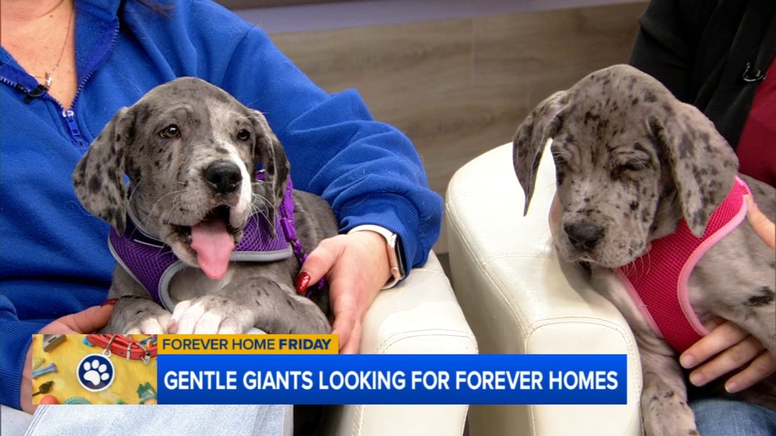 ABC7's Forever Home Friday: Gentle giant dogs up for adoption - ABC7 ...