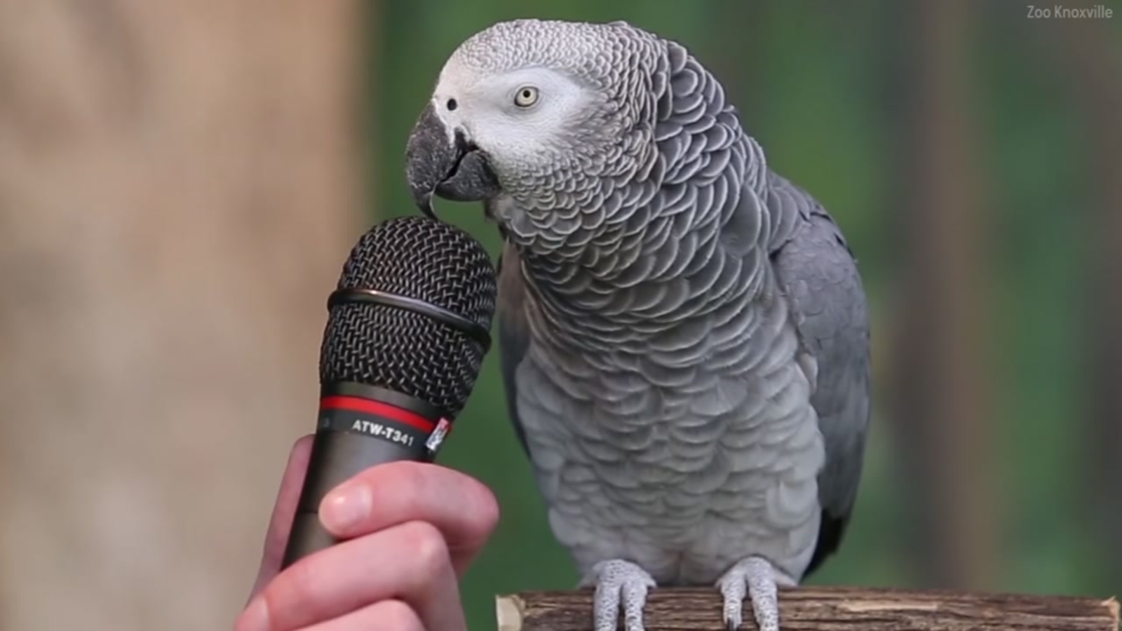 Einstein the parrot celebrates 30th birthday - ABC7 Los Angeles