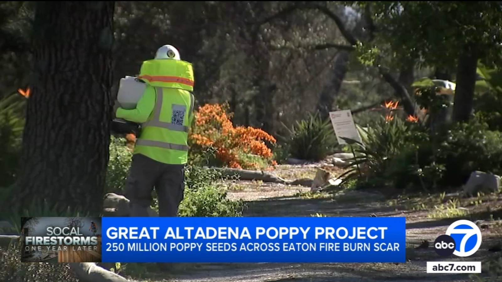 Great Altadena Poppy Project aims to sow a quarter-billion flowers 1 ...