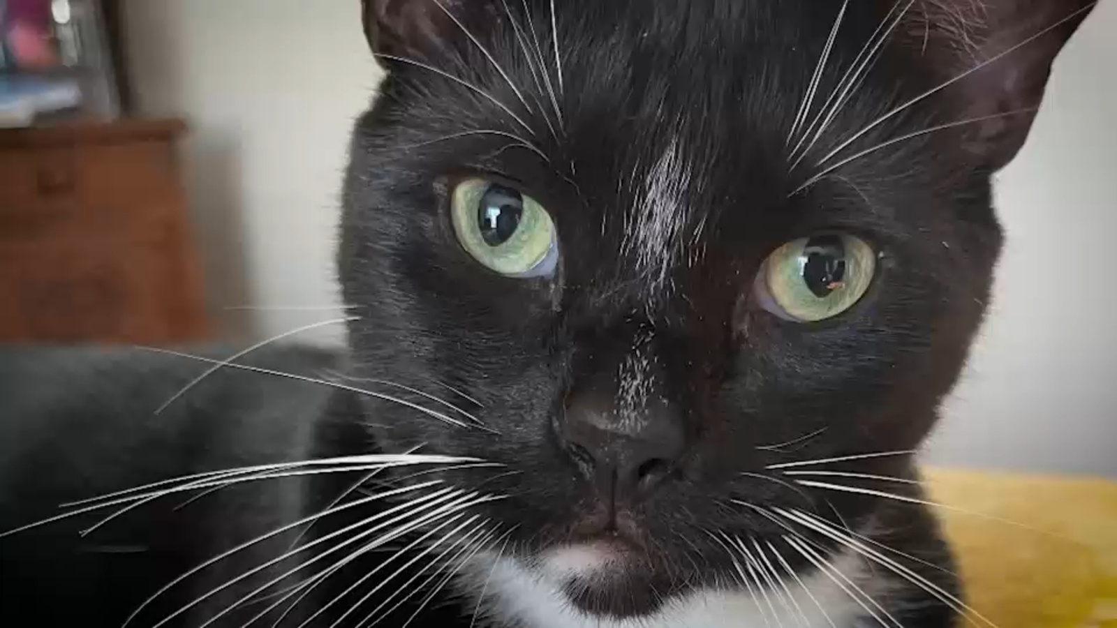 Queens woman on mission to find missing cat Tazzie Lee at JFK Airport ...