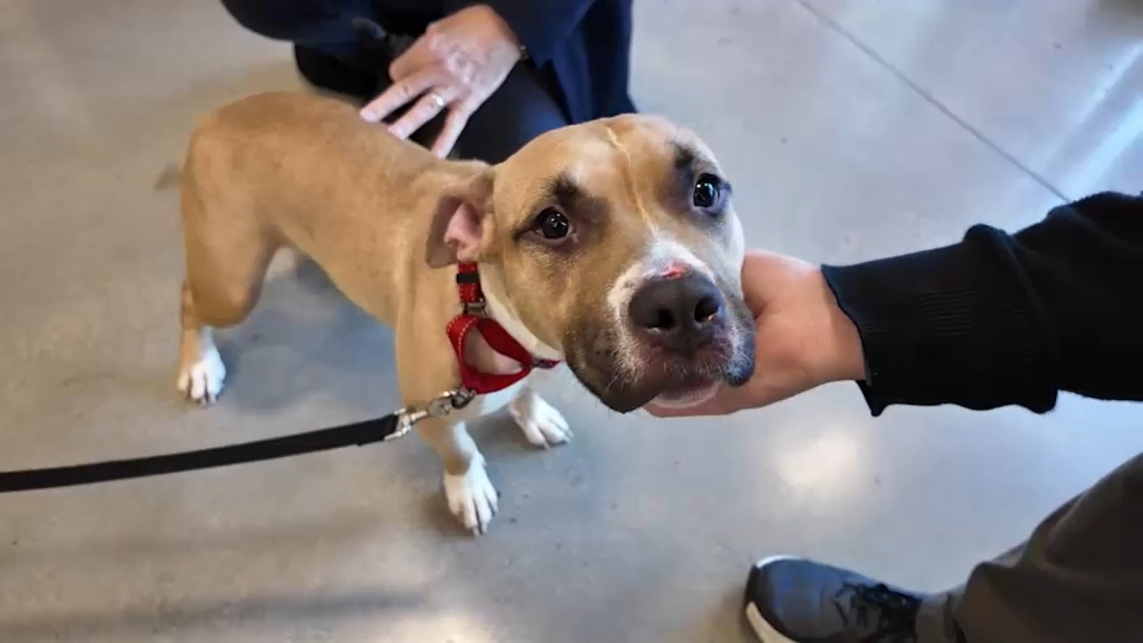 Abandoned Pitbull left outside Humane Society of Westchester in New ...