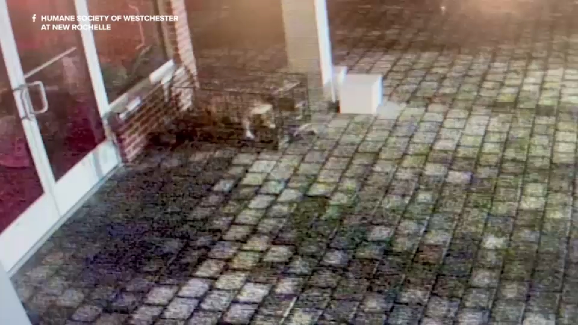 Abandoned Pitbull left outside Humane Society of Westchester in New ...