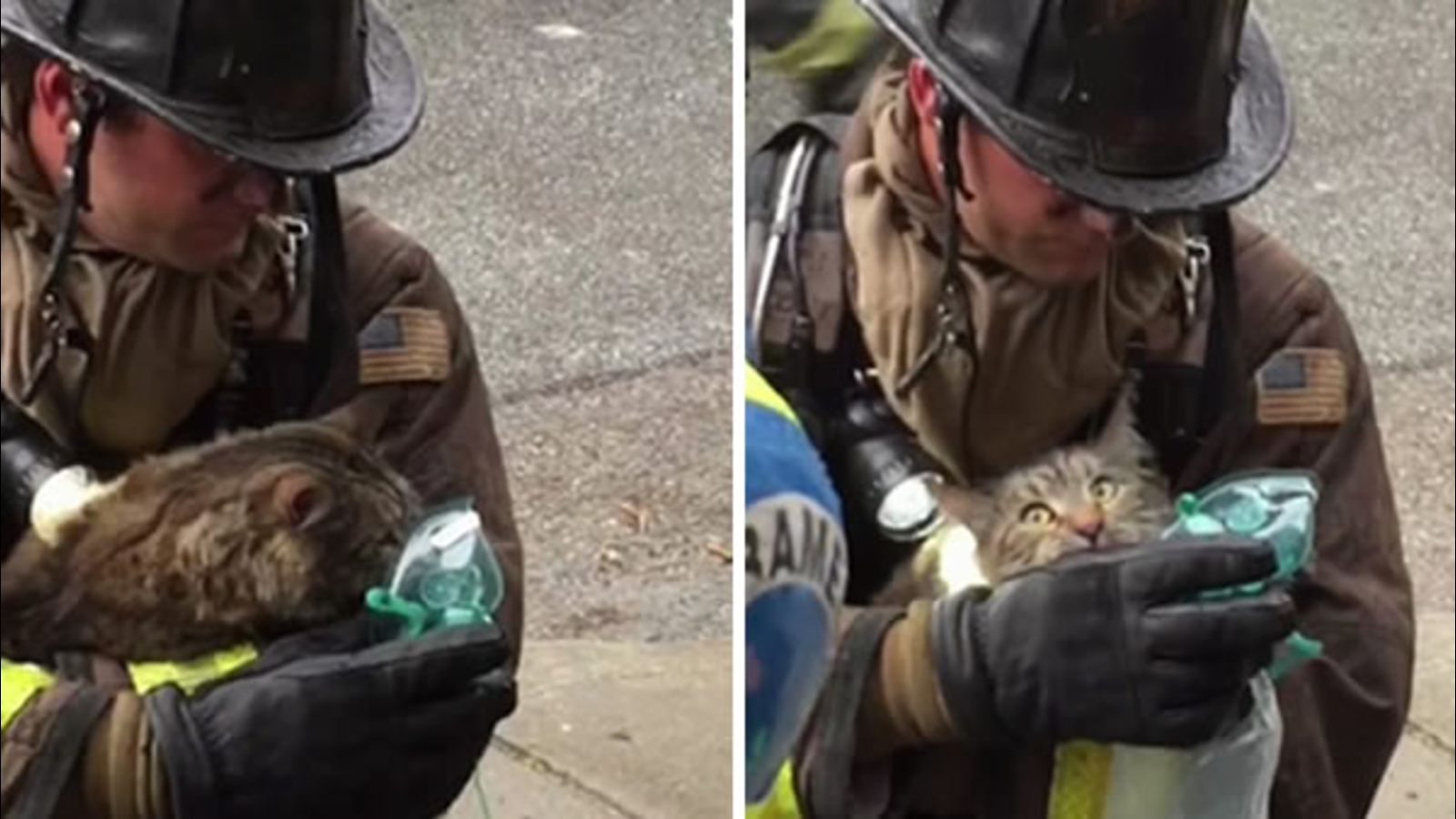 2 women, 5 cats rescued from fire in San Francisco's Glen Park ...