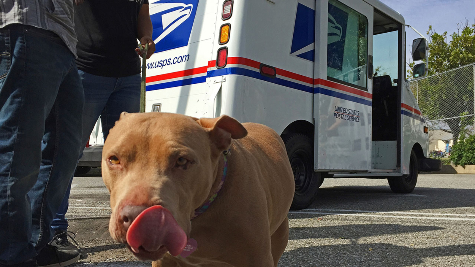 Houston is first place in postal worker dog bites - ABC13 Houston