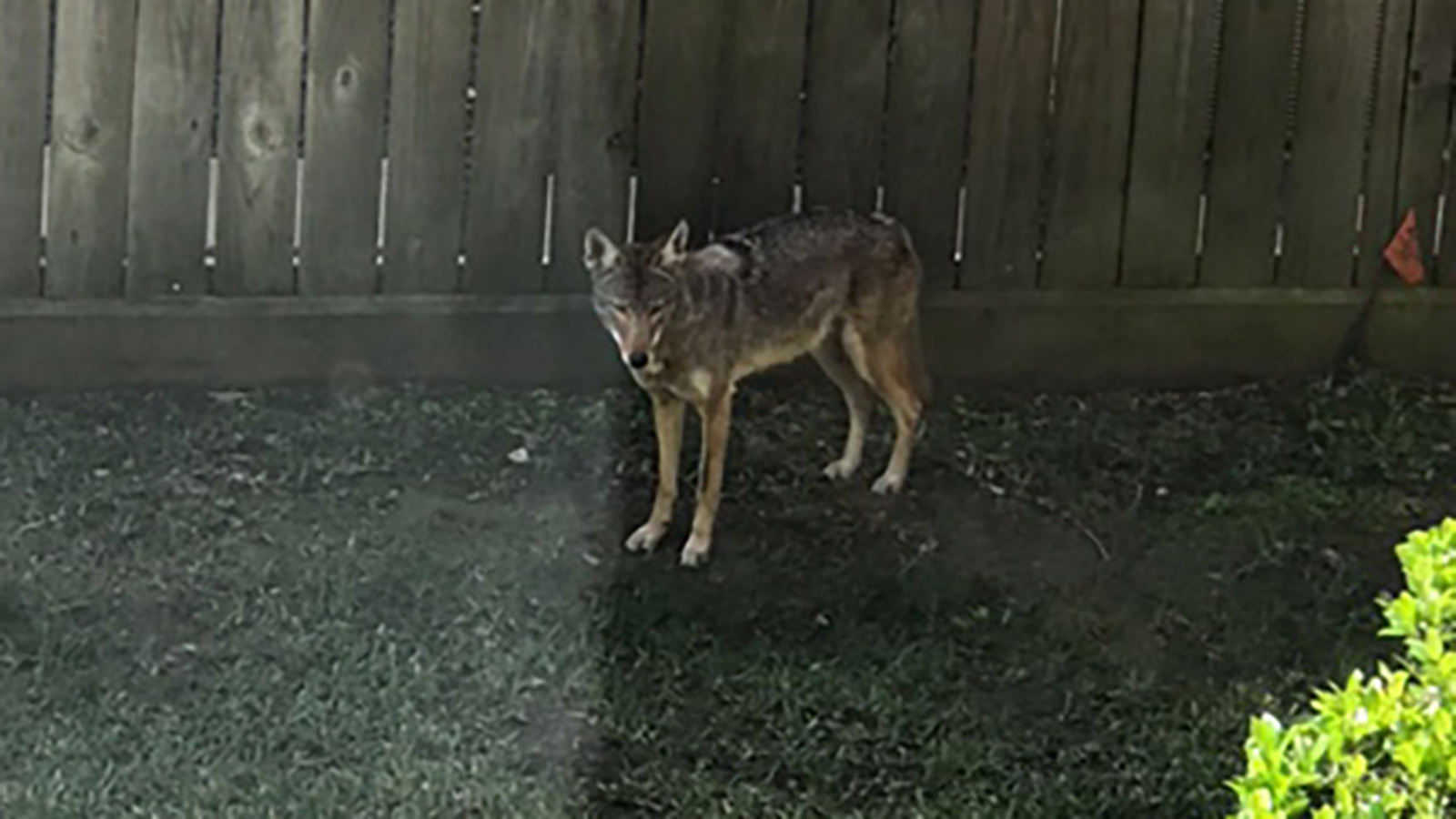 Coyotes spotted roaming in Bellaire, Med Center - ABC13 Houston