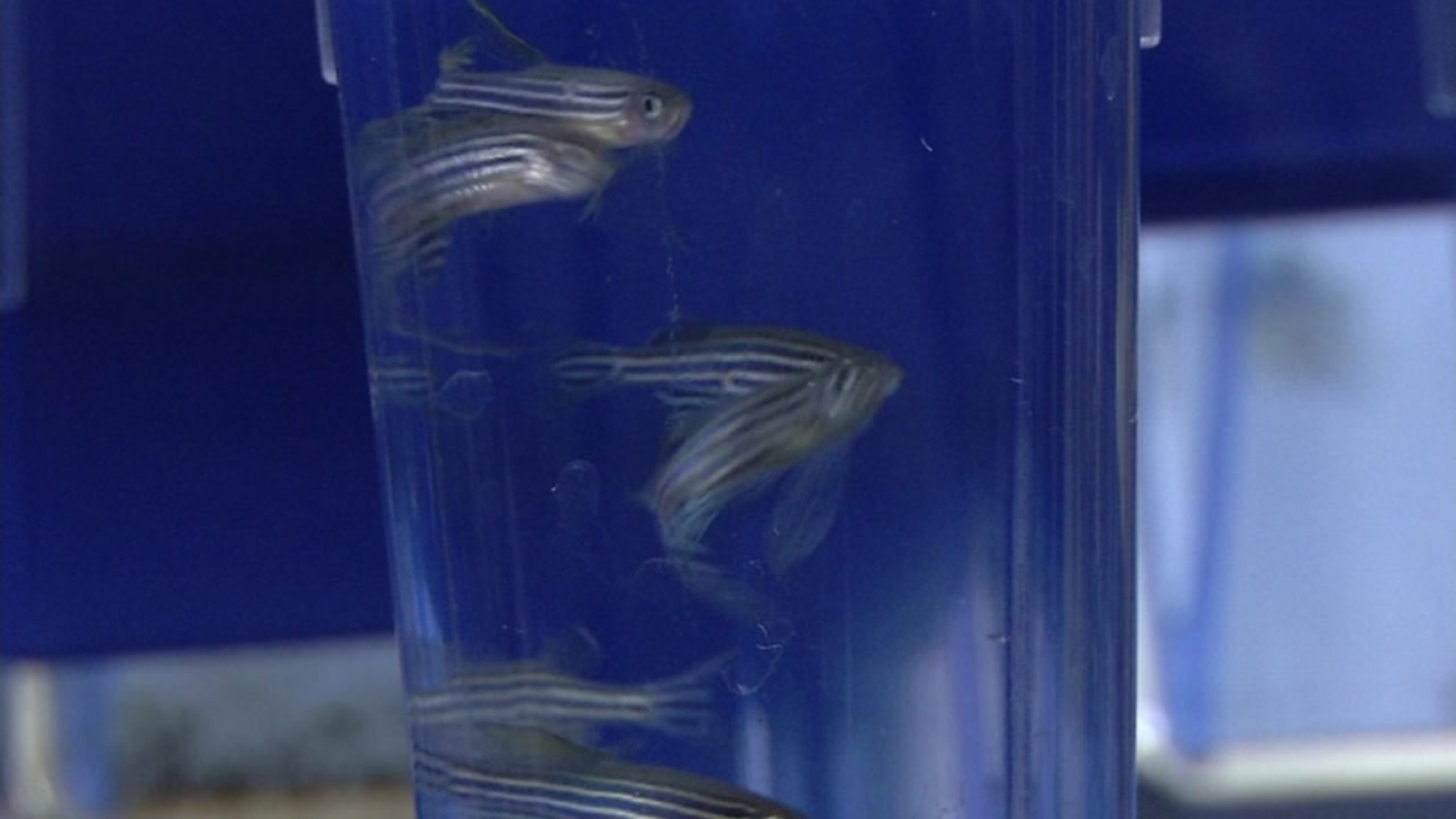 Fish lead drug search for childhood seizures - ABC7 San Francisco