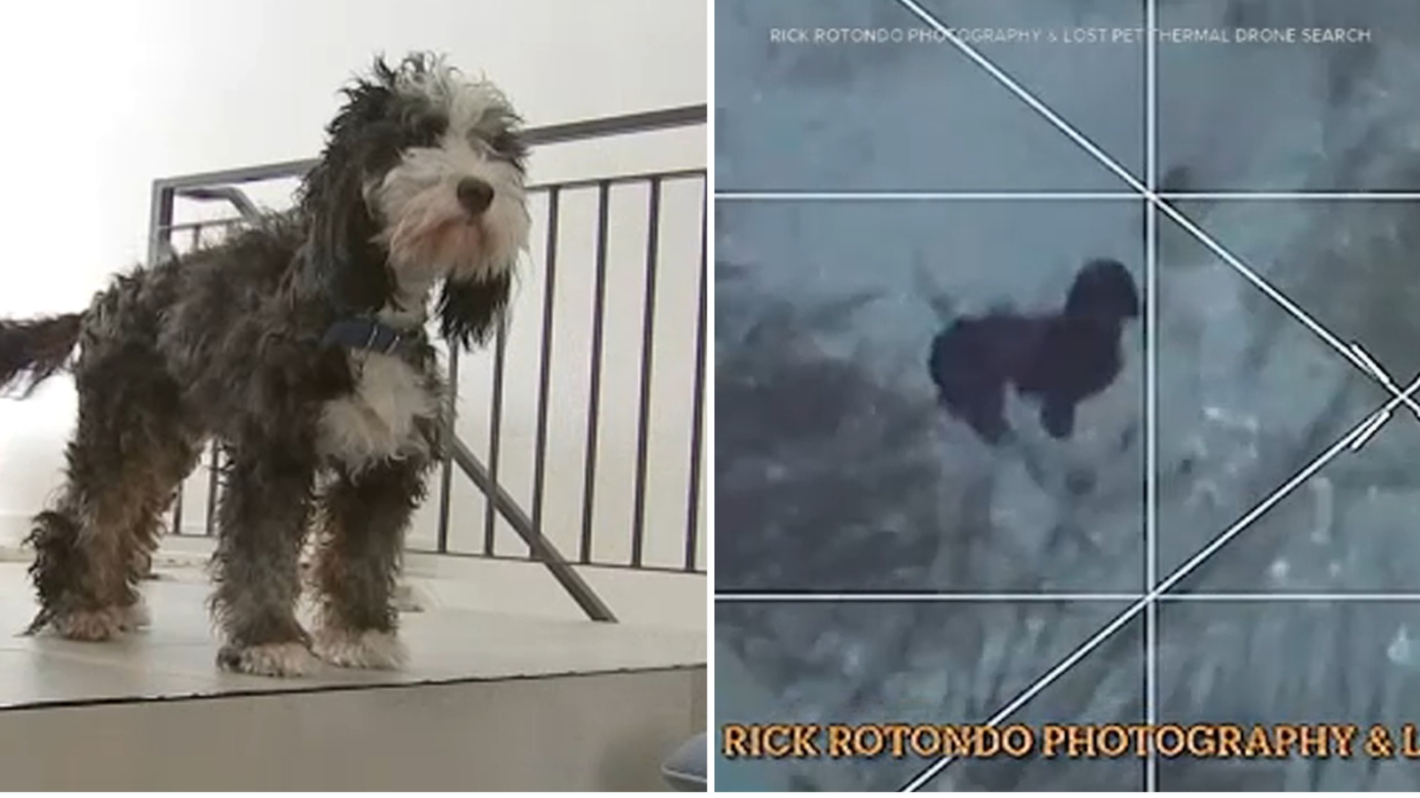 Finding Benji: Thermal drone helps locate missing dog after 48 hours in ...