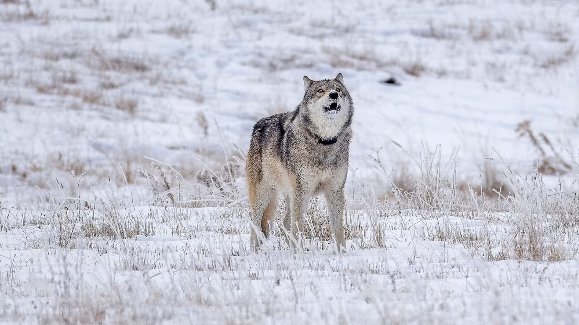 Poacher illegally kills prominent wolf from Yellowstone's most viewed ...