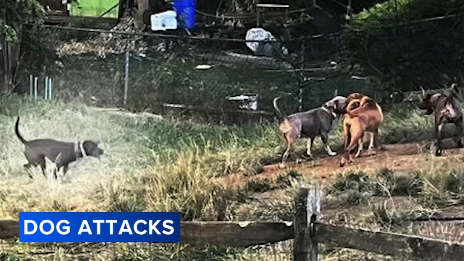 'Dangerous dog' hearing set for Thursday after Downingtown, Pa. attacks ...
