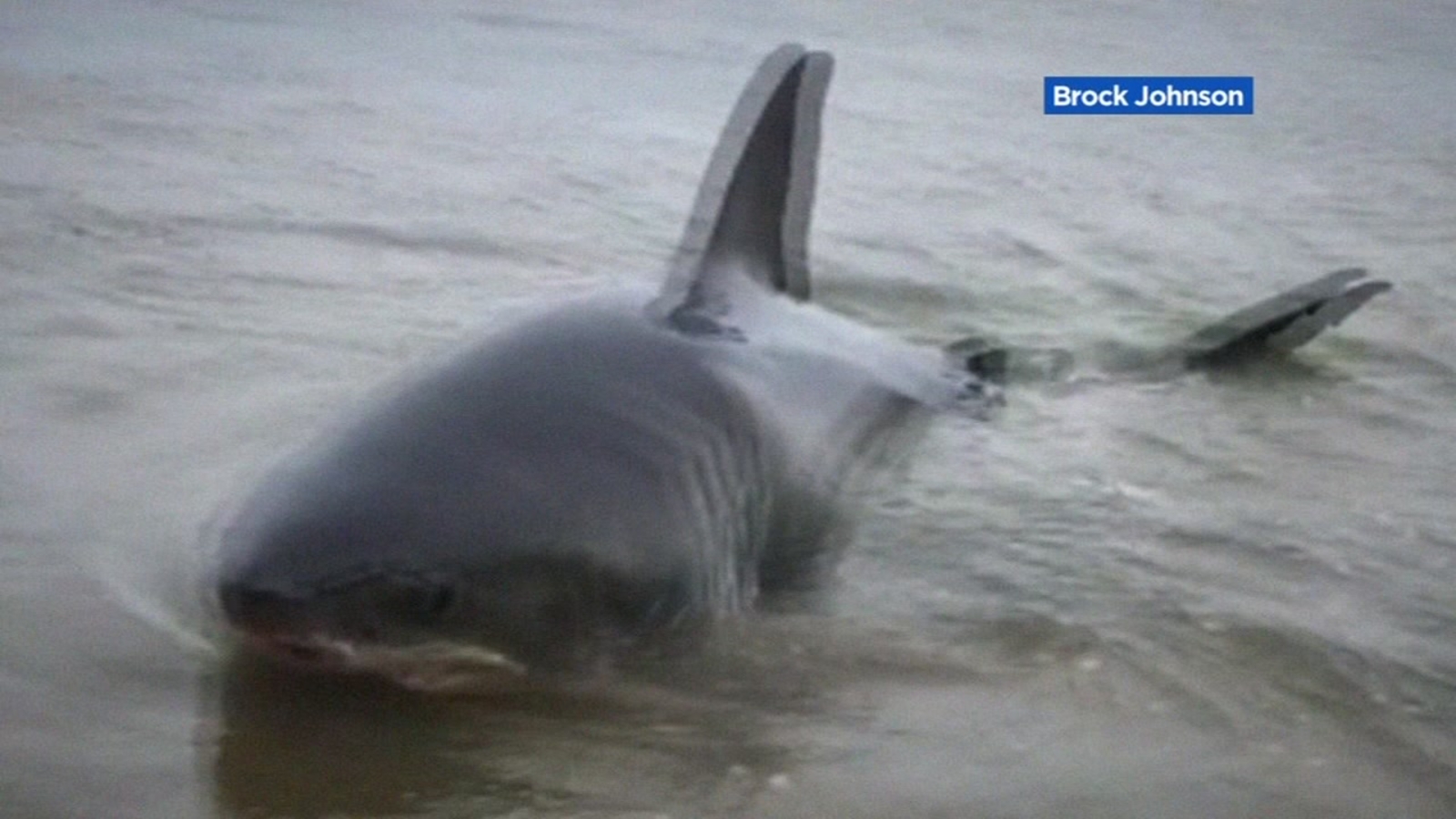 Cause of death released after dead shark washes onto Santa Cruz shores ...