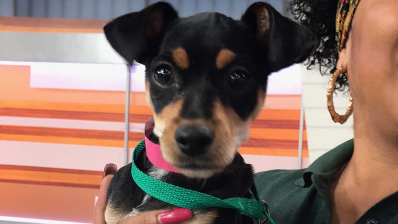 Pet of the Week: 3-month-old miniature pinscher mix named Rosie - ABC7 ...